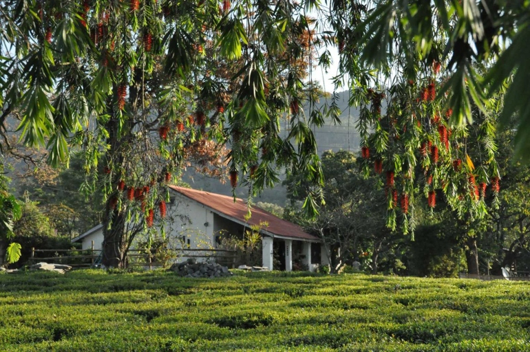 10 Popular Tea Estates in India to Visit - Hotel Dekho