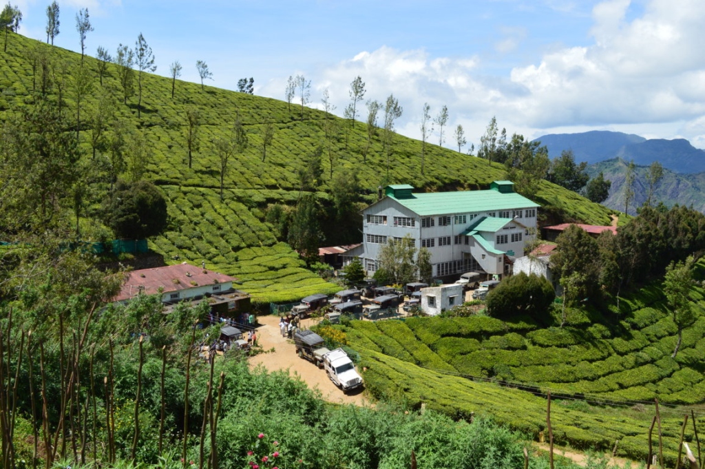10 Popular Tea Estates in India to Visit - Hotel Dekho